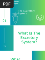 Excretory System | PDF | Urinary System | Kidney
