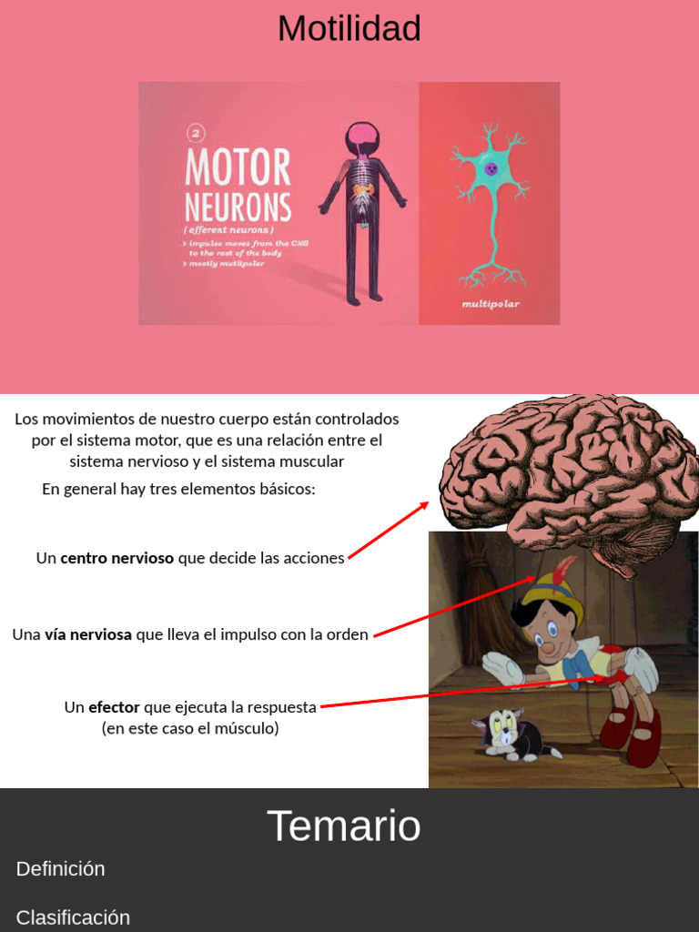 Fundamentos de la Motilidad Humana | PDF | Cerebelo | Cerebro