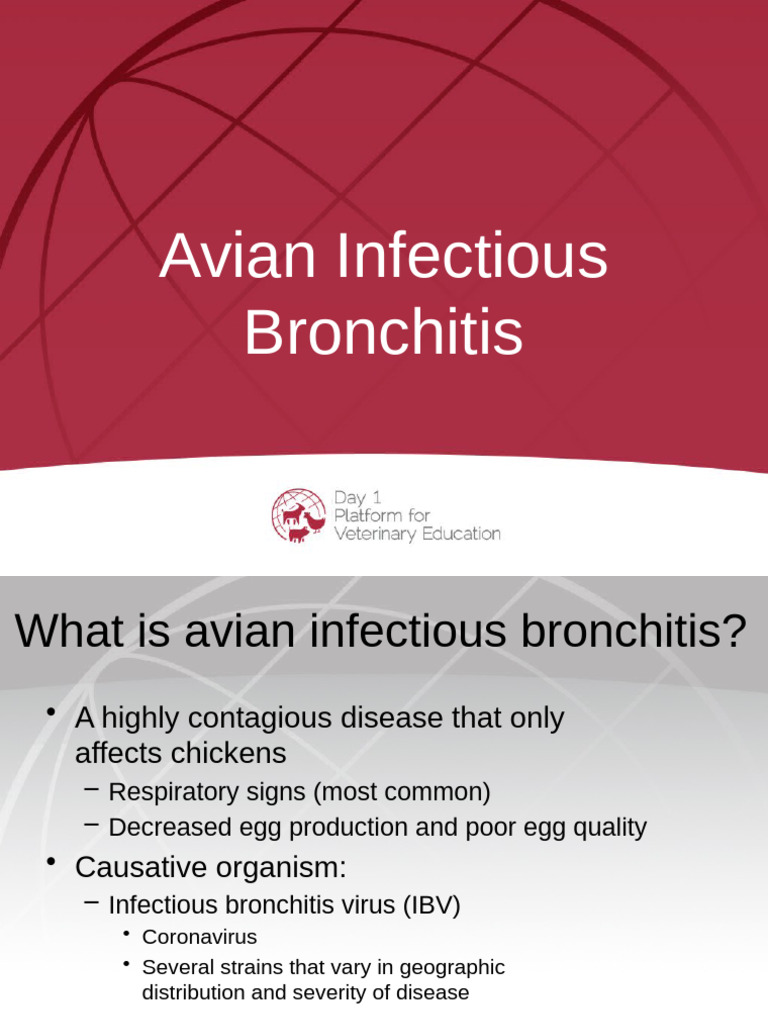 Avian Infectious Bronchitis | PDF