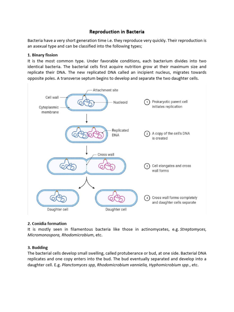 Reproduction in Bacteria | PDF