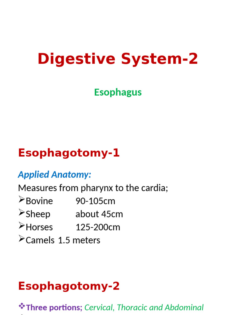 Digestive System 2 (Esophagus) 1 | PDF | Esophagus | Vein