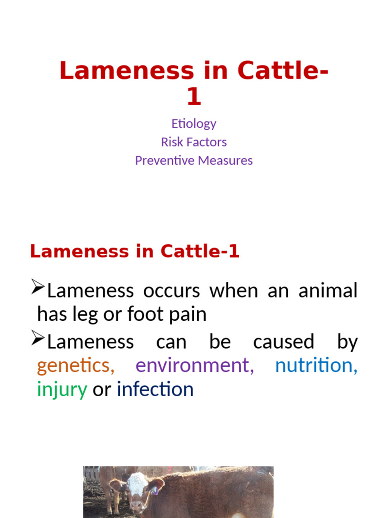 Causes and Prevention of Cattle Lameness | PDF | Infection | Medical ...
