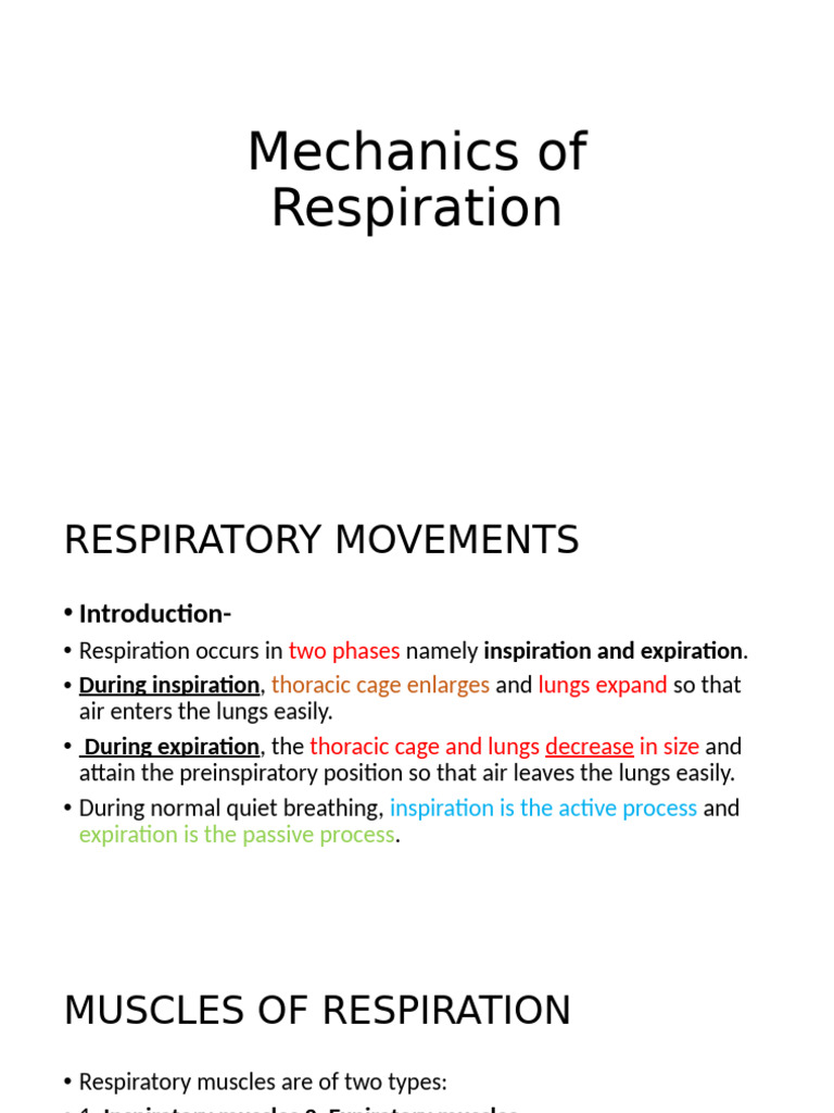 Mechanism of Respiration | PDF | Lung | Respiratory System