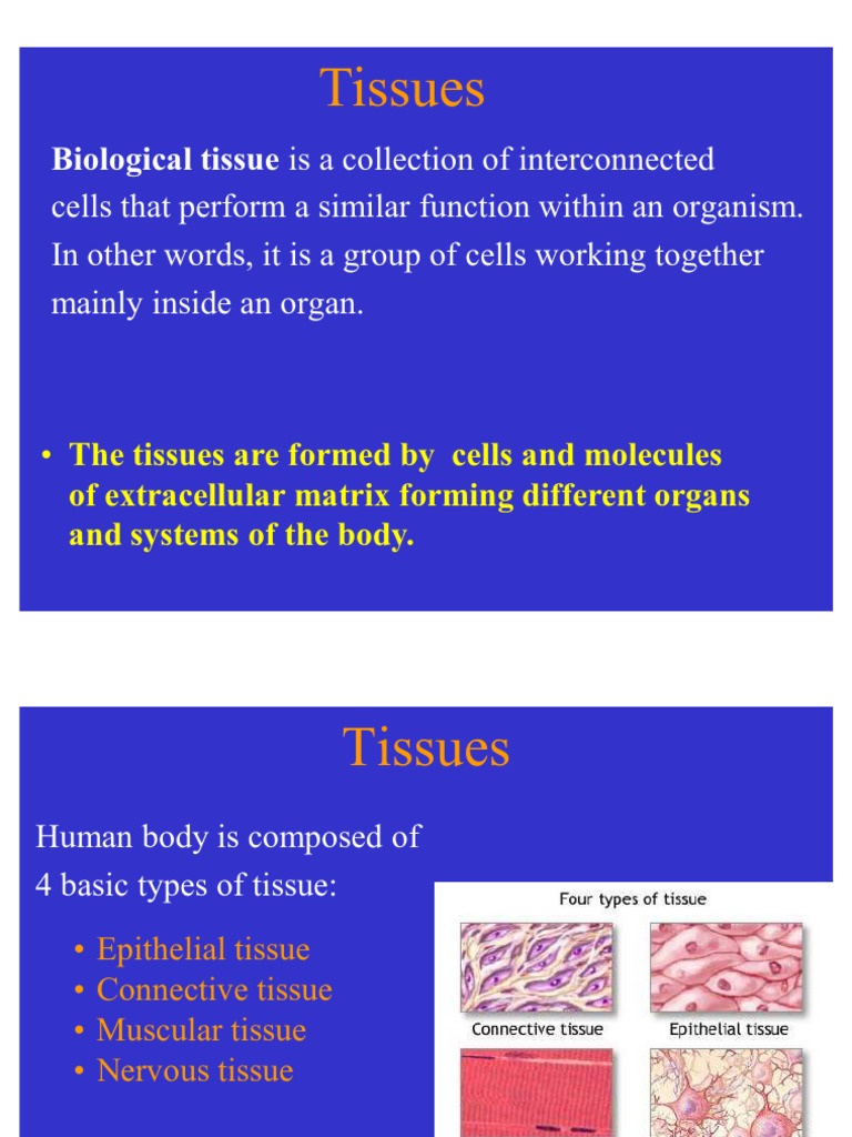 Yy Yyy Y Yy Y YYY | PDF | Epithelium | Tissue (Biology)