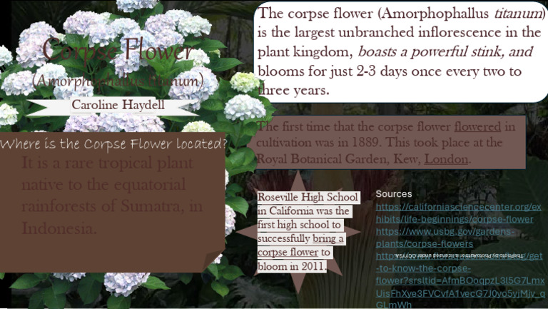 Corpse Flower: Life Cycle & Facts | PDF