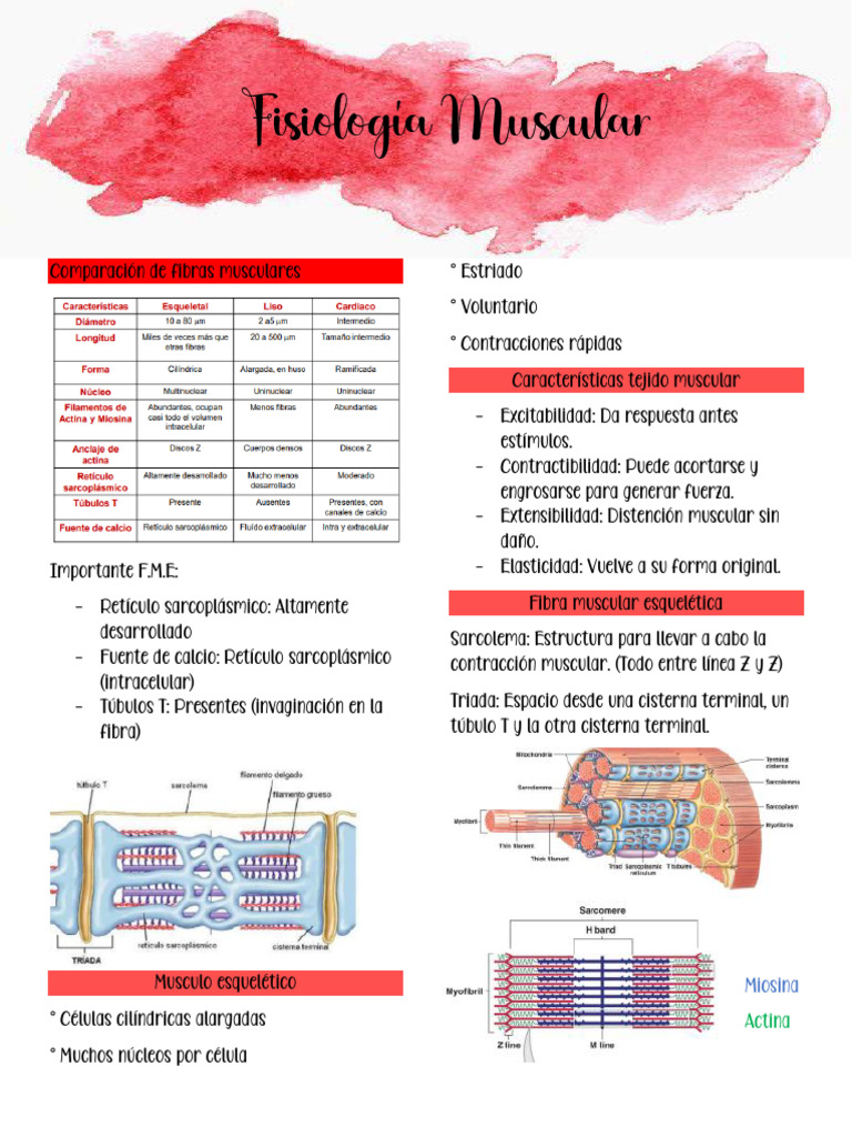 Fisiologia Muscular | PDF | Músculo | Contracción muscular