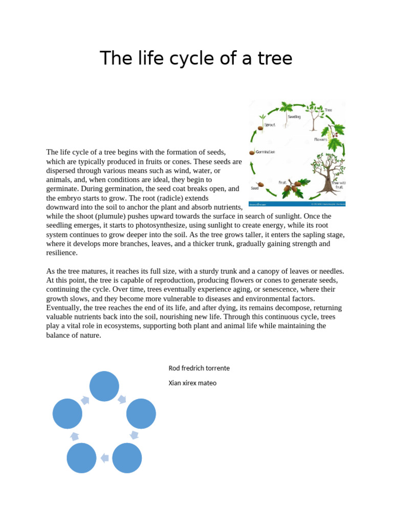 The Life Cycle of A Tree | PDF