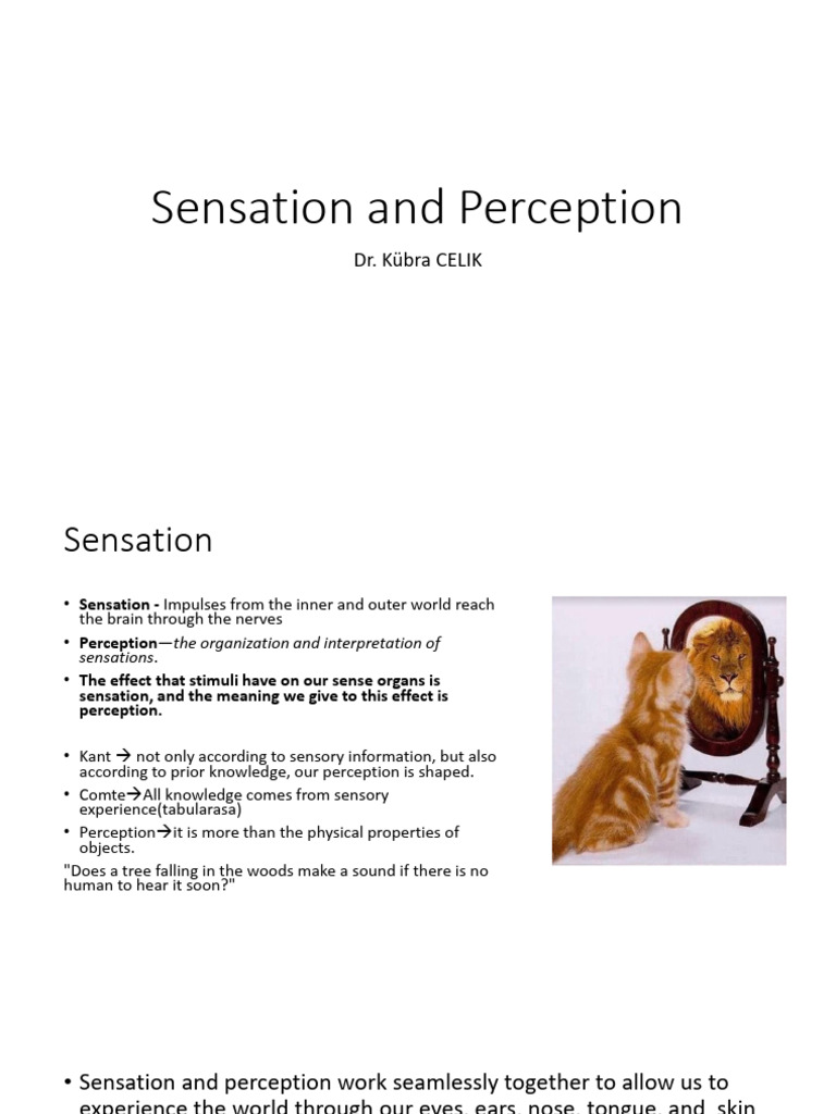 05 06 Sensation and Perception | PDF | Senses | Perception