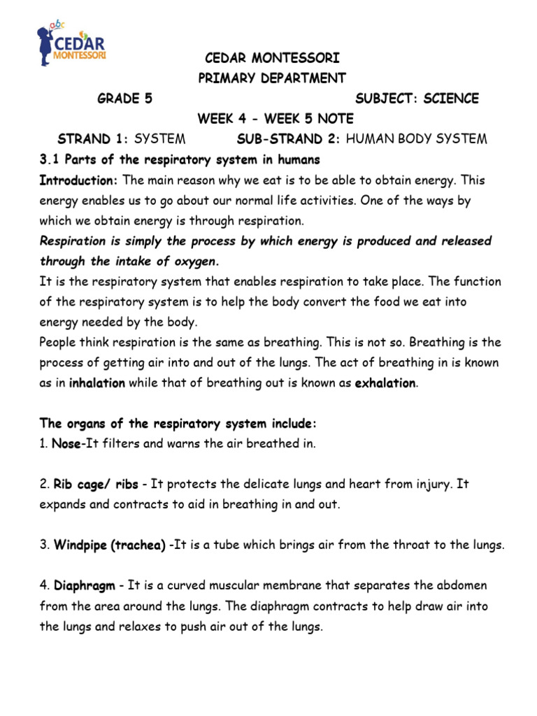 Basic 5 Science Note (Respiratory System) | PDF | Respiratory System ...
