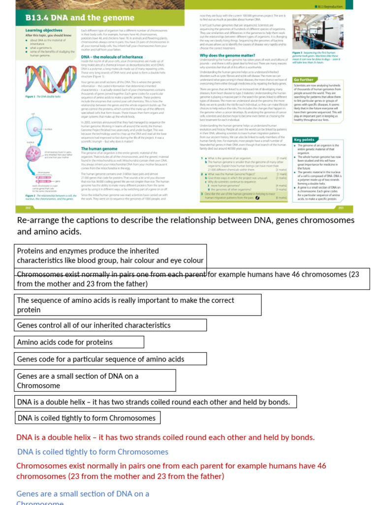DNA & Genes: Basics Explained | PDF