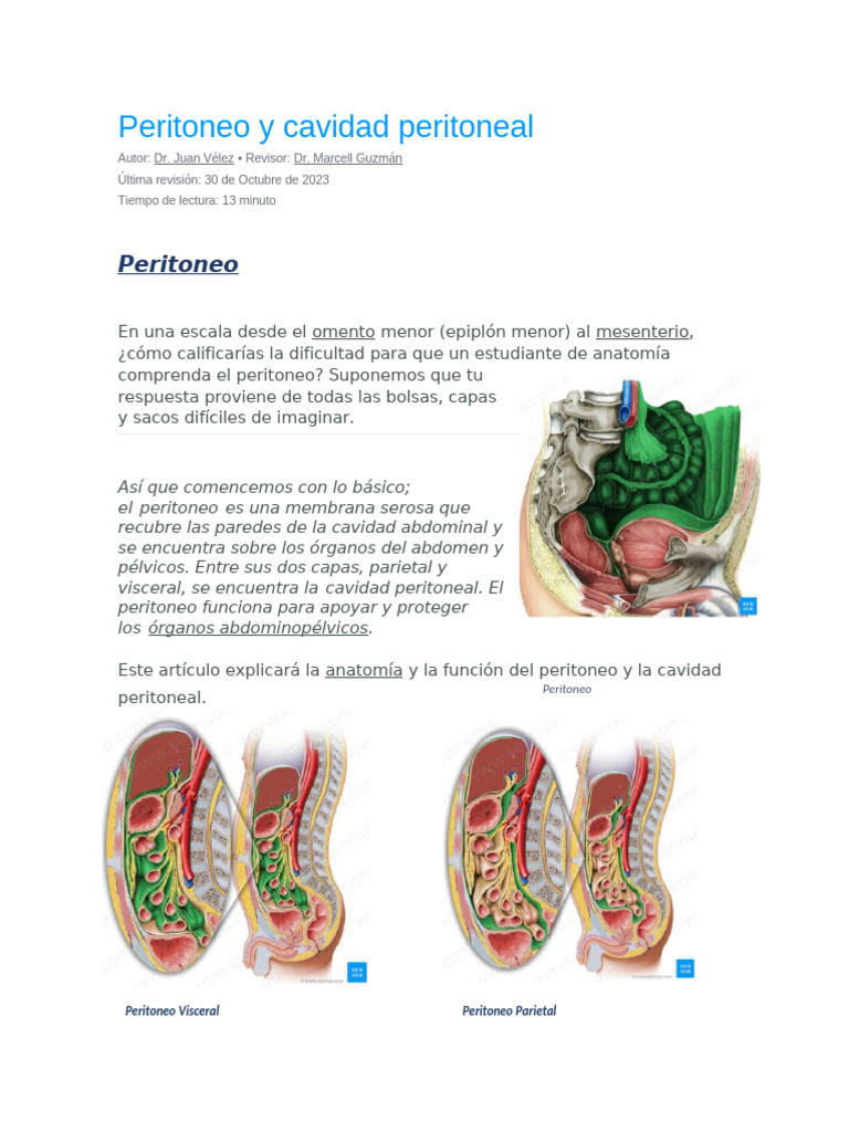 Anatomía del Peritoneo y Cavidad Peritoneal | PDF | Peritoneo | Abdomen