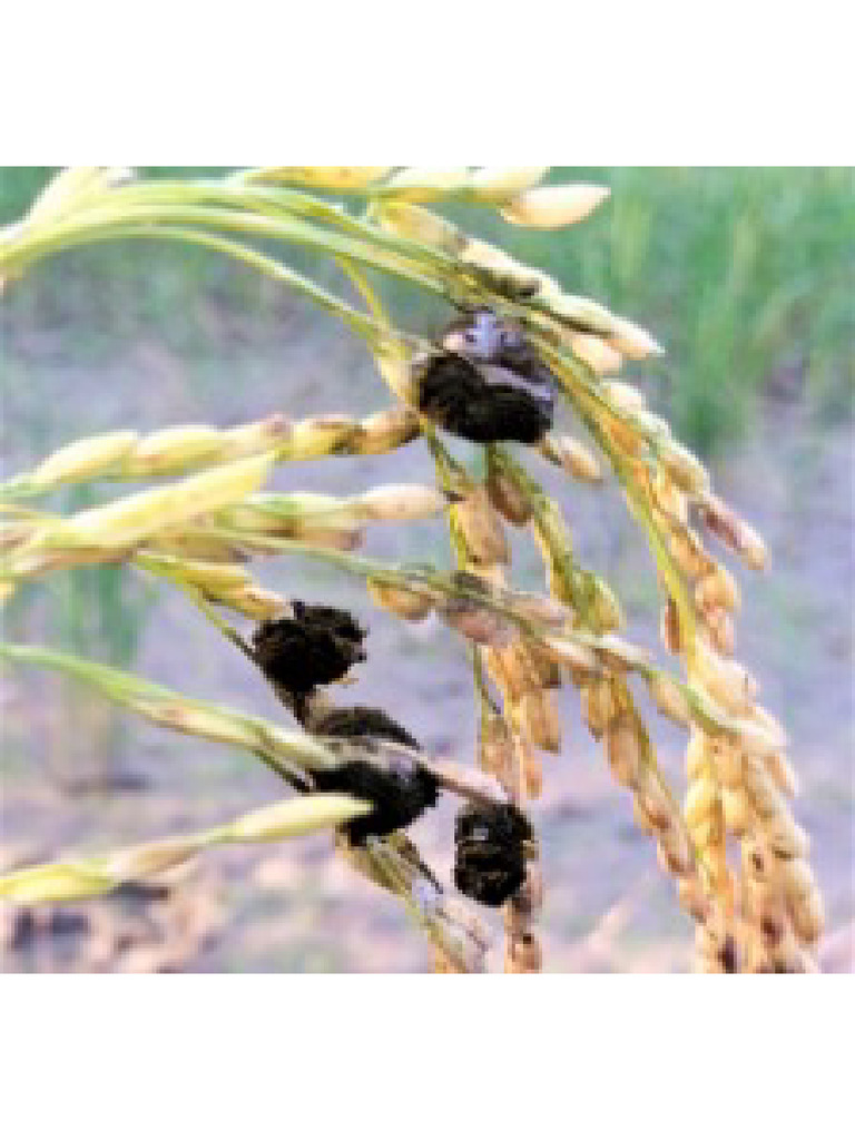 False Smut Disease | PDF