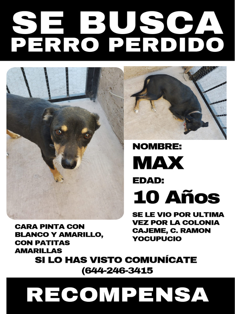 Flyer se busca perro perdido foto llamativo blanco .pdf | PDF