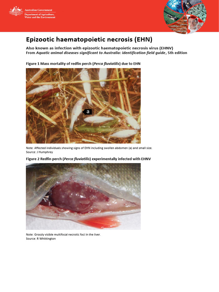 Epizootic-Haematopoietic-Necrosis AUSTRALIA | PDF | Medical Specialties ...
