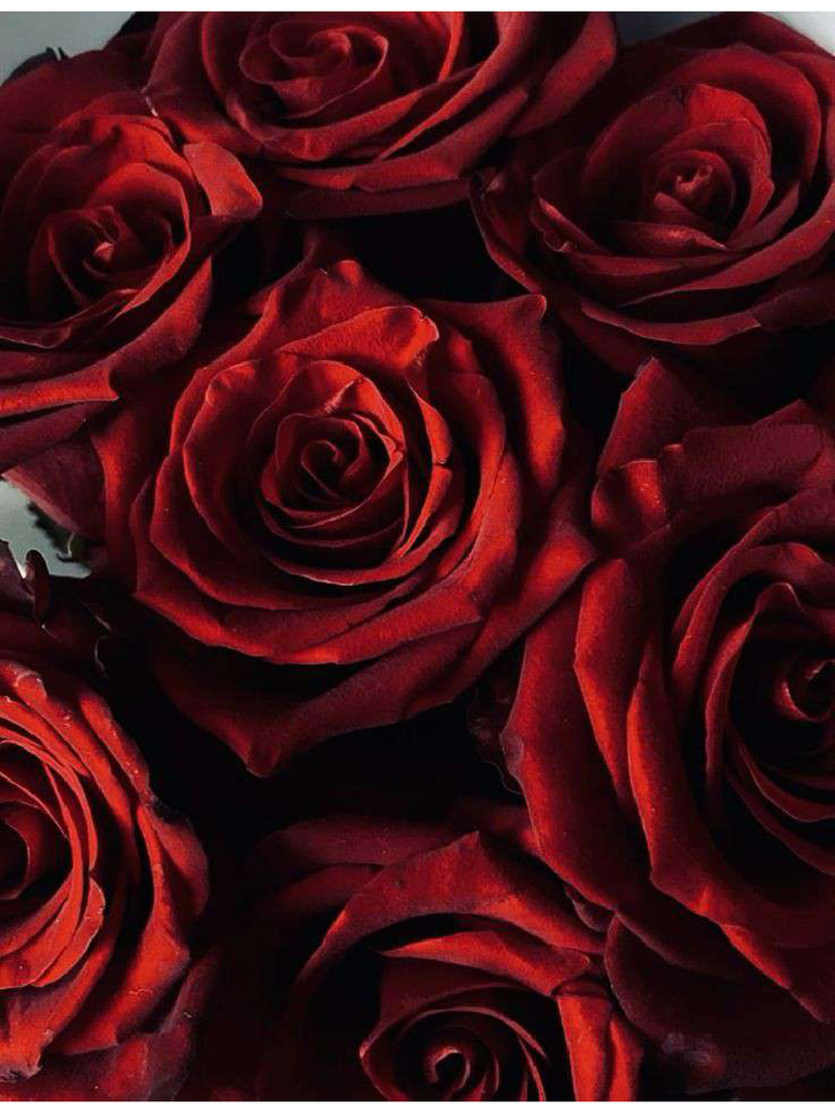 Red rose | PDF