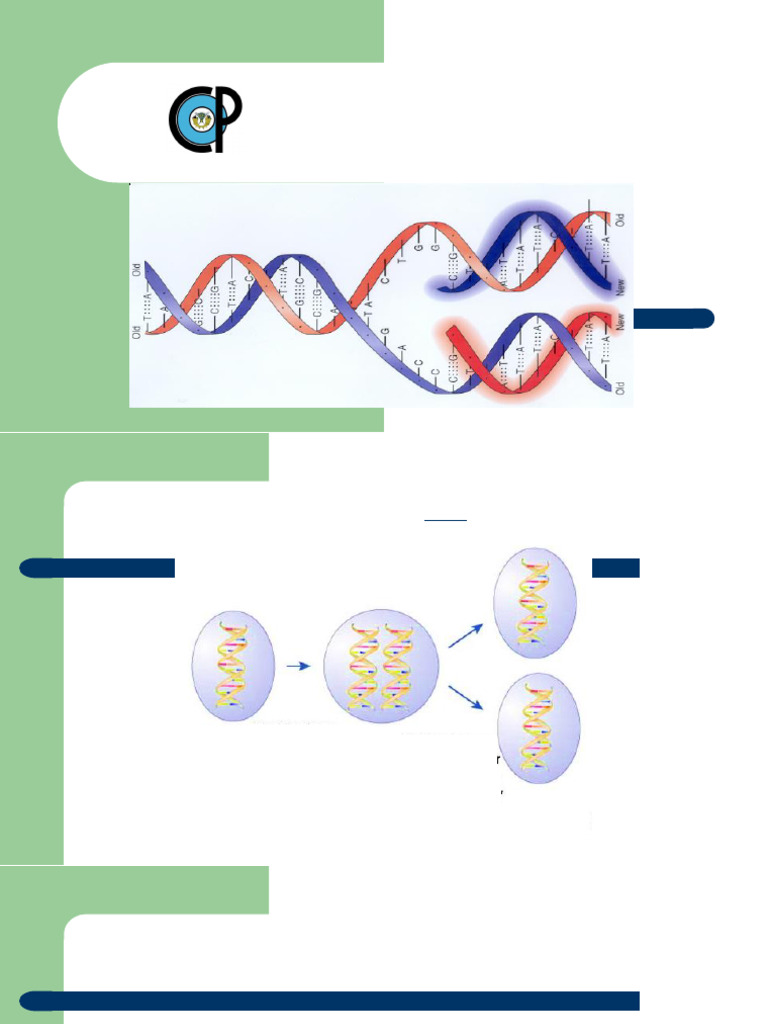 Duplicación del ADN: Proceso y Enzimas | PDF | Replicación De Adn | Adn