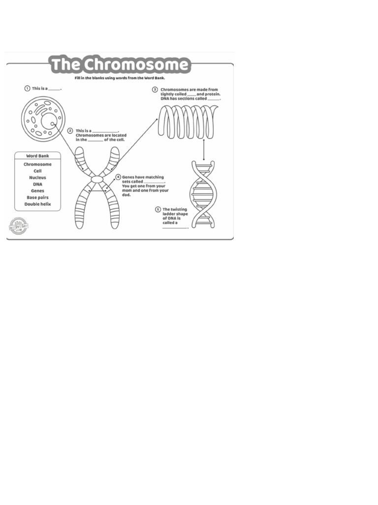 Chromosome Doodle Notes | PDF