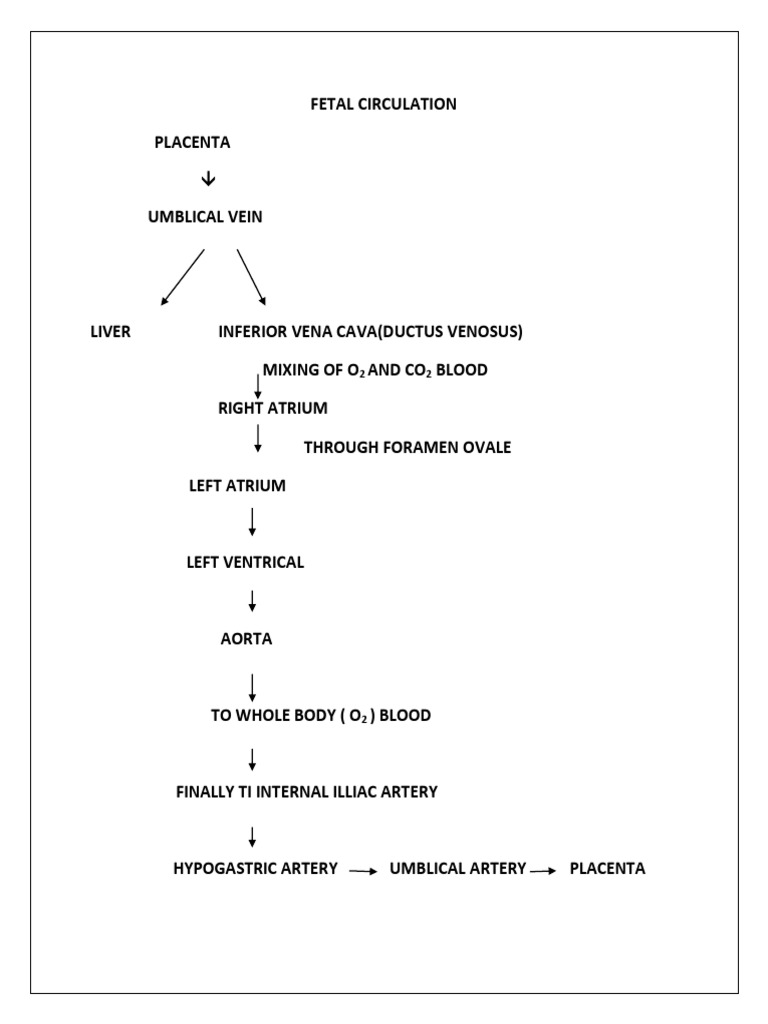 Fetal Circulation Pathway Explained | PDF