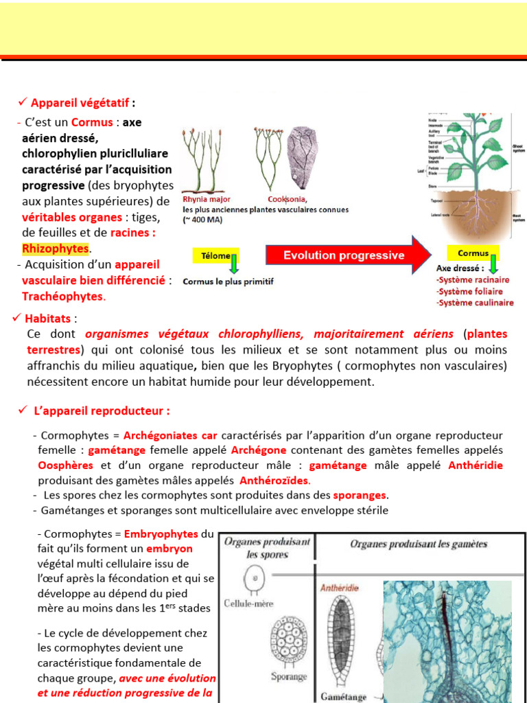 Appareil Végétatif des Cormophytes | PDF | Tige (Plante) | Feuille