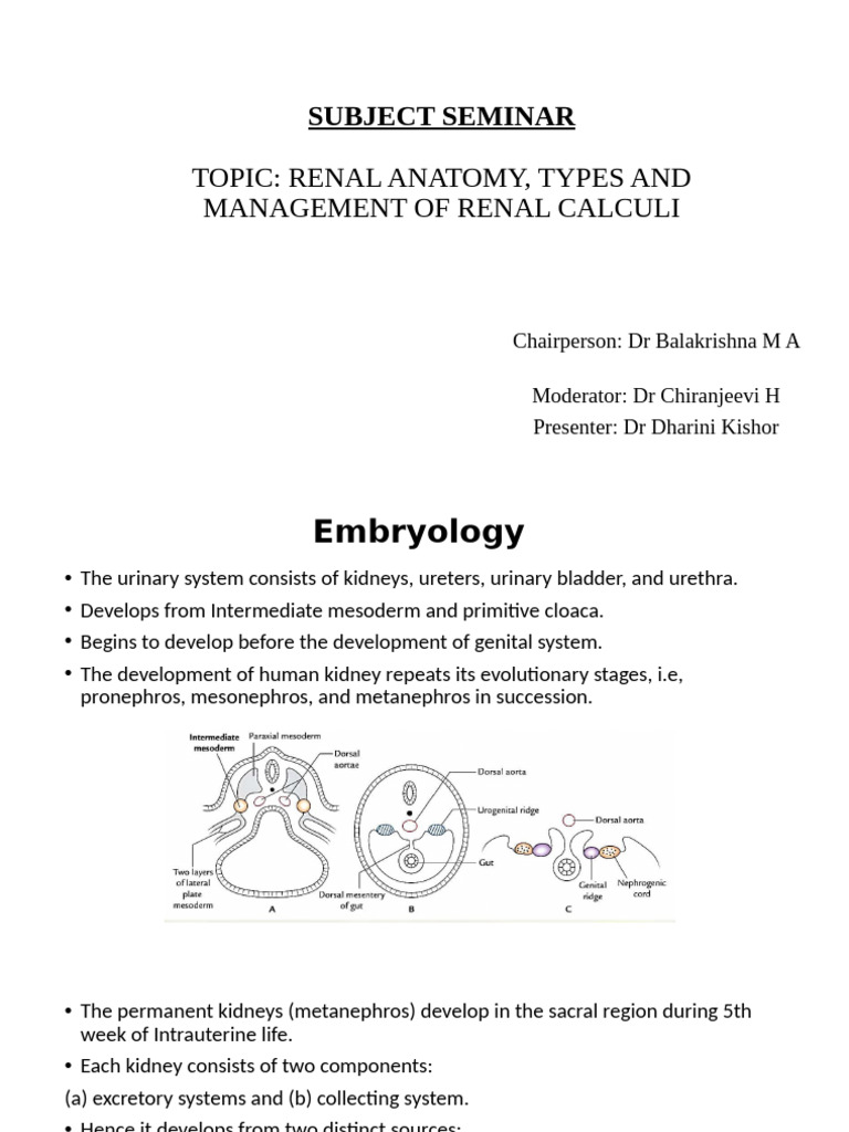 Renal Anatomy and Calculi Management | PDF | Kidney | Genitourinary System