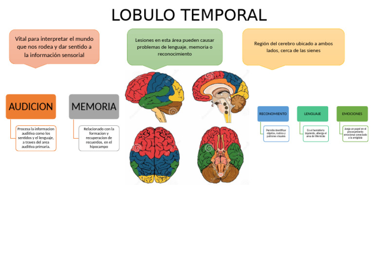 Funciones del Lóbulo Temporal | PDF