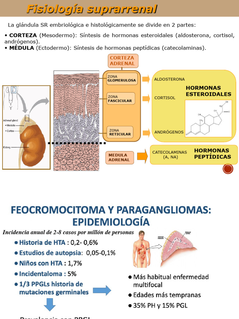 Feocromocitoma y Daxozosina en HTA | PDF | Enfermedades y trastornos ...