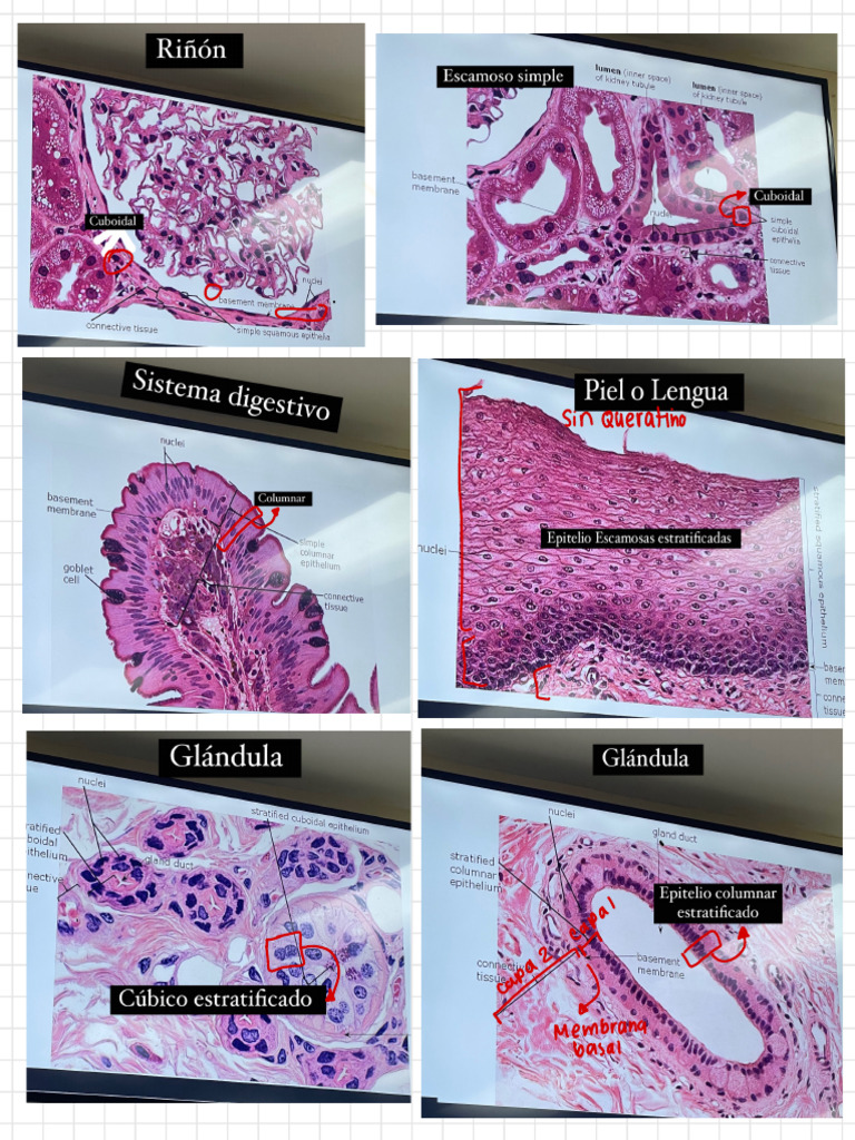 Clase 2 de Lab de Histo | PDF