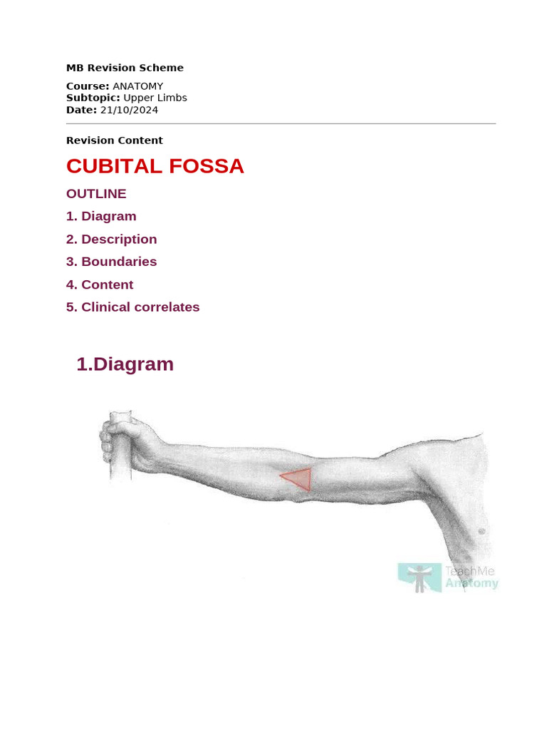 Cubital Fossa MB Revision | PDF | Arm | Human Anatomy