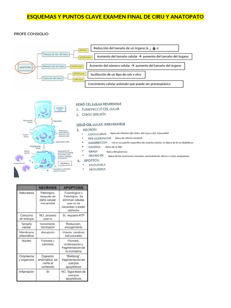 Esquemas y Puntos Clave Anatopato | PDF