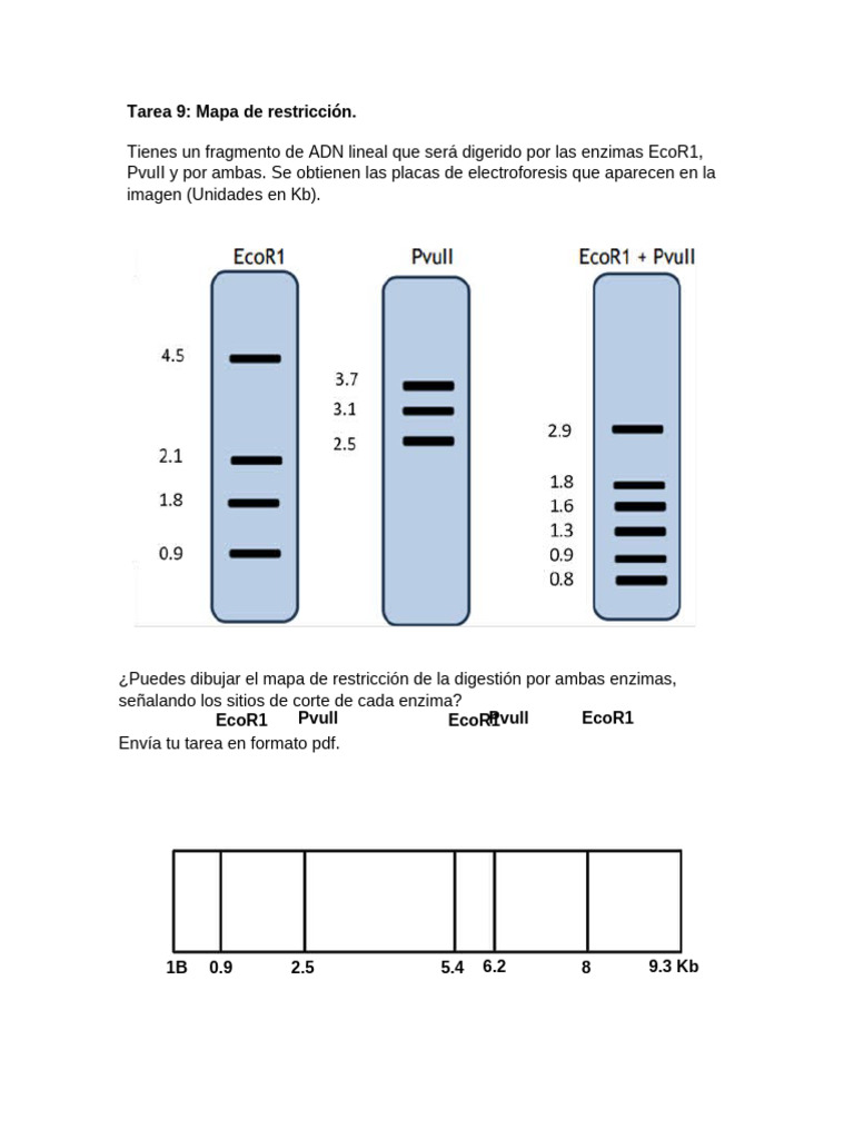 Tarea 9 MR | PDF