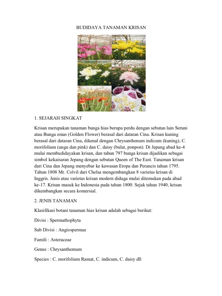 Budidaya Tanaman Krisan | PDF | Sains & Matematika