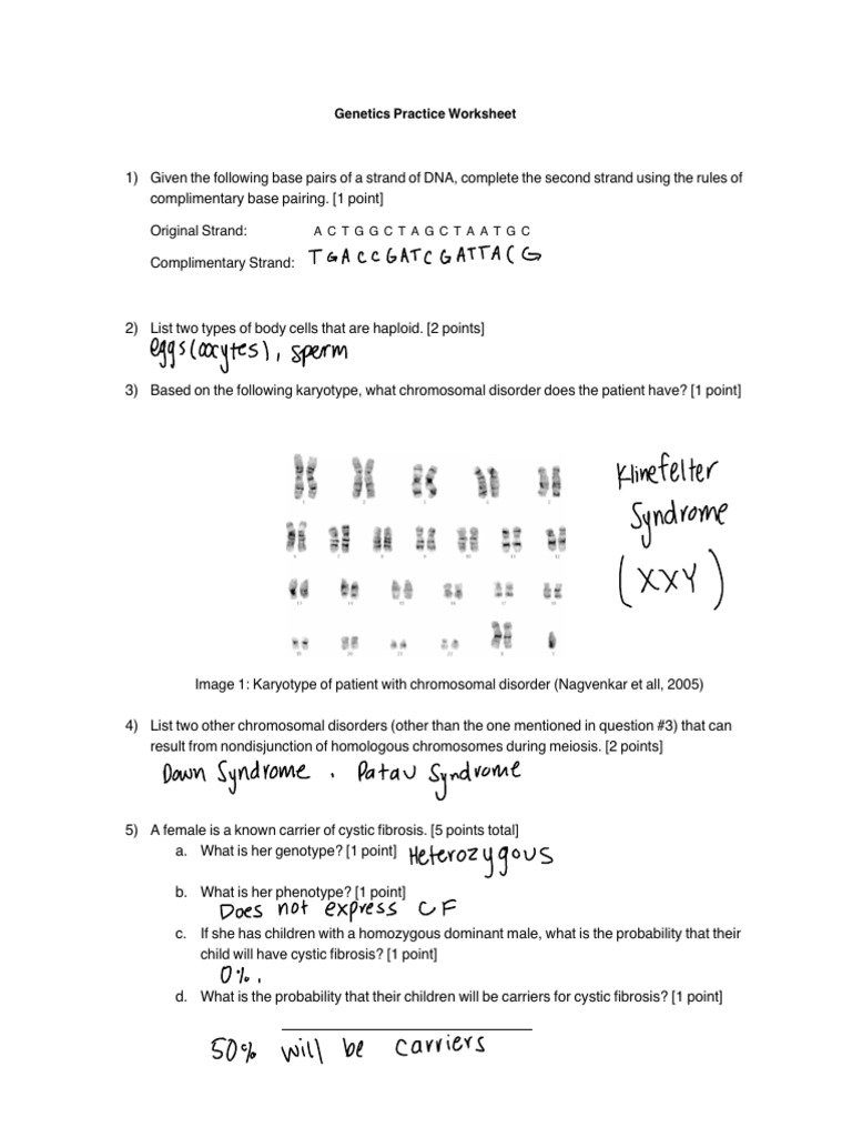 Genetics Practice Worksheet | PDF