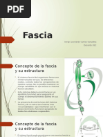 Sistema de Fascias y Cadenas Miofasciales | PDF | Morfología (biología ...