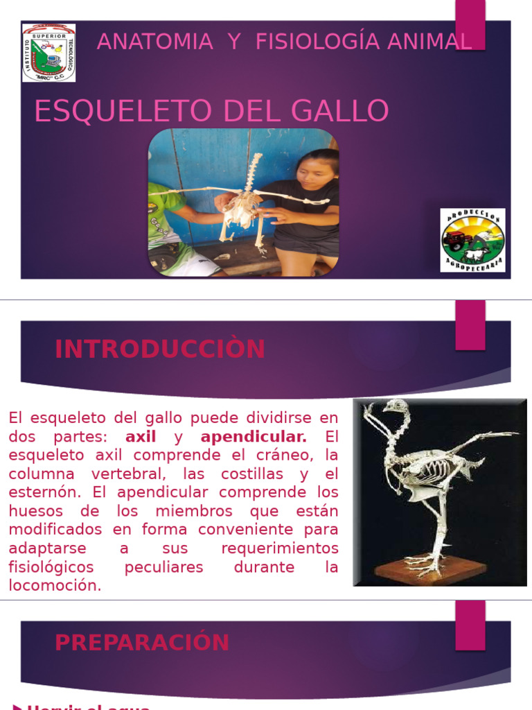 Diapositva Del Gallo Claudio 1 | PDF