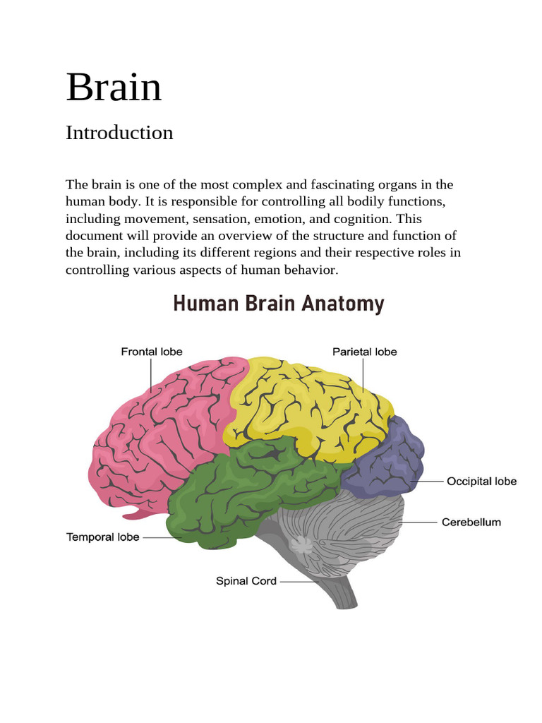 Overview of Brain Structure and Function | PDF | Neurotransmitter | Stroke