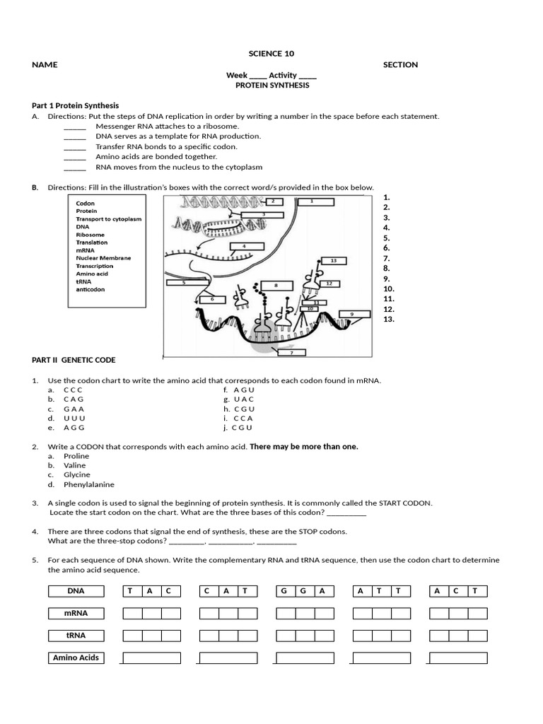 Ws Protein Synthesis Pdf Genetic Code Translation Biology