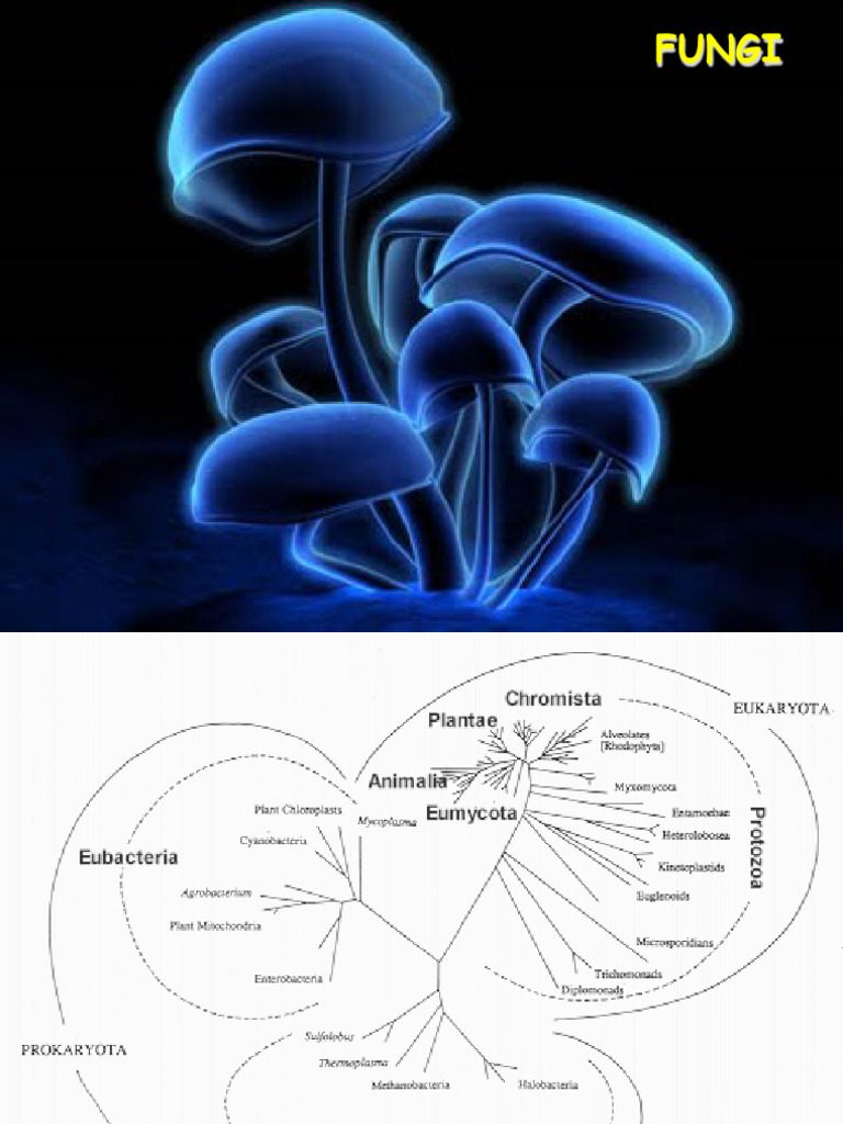 Filo y Clasificación de Protozoos y Chromista | PDF | Eucariotas