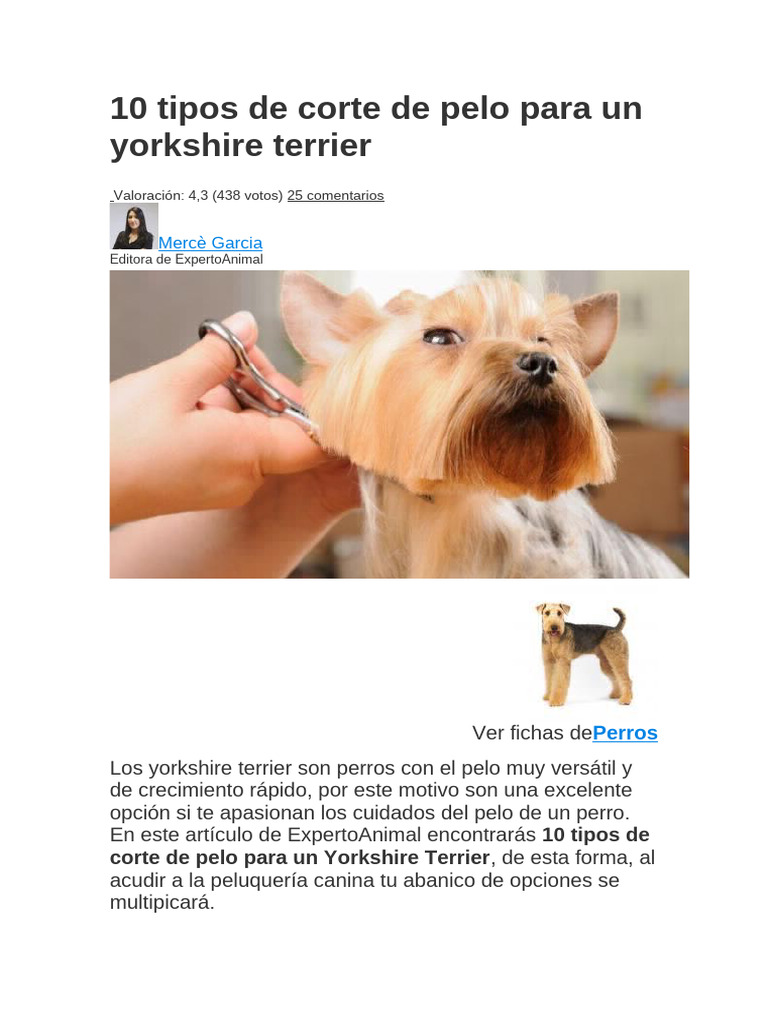 10 Cortes de Pelo para Yorkshire Terrier | PDF | Yorkshire Terrier | Perros