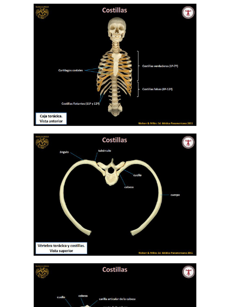Estructuras A Identificar (3º Bloque) | PDF
