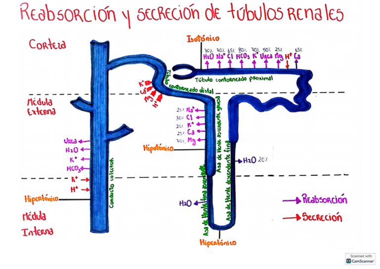 Reabsorción y Secreción de Los Túbulos Renales | PDF