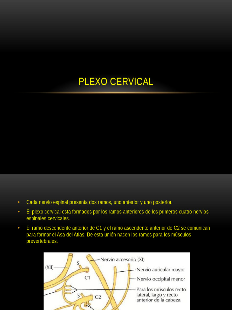 Plexo Cervical | PDF | Anatomía de los primates | Sistema nervioso