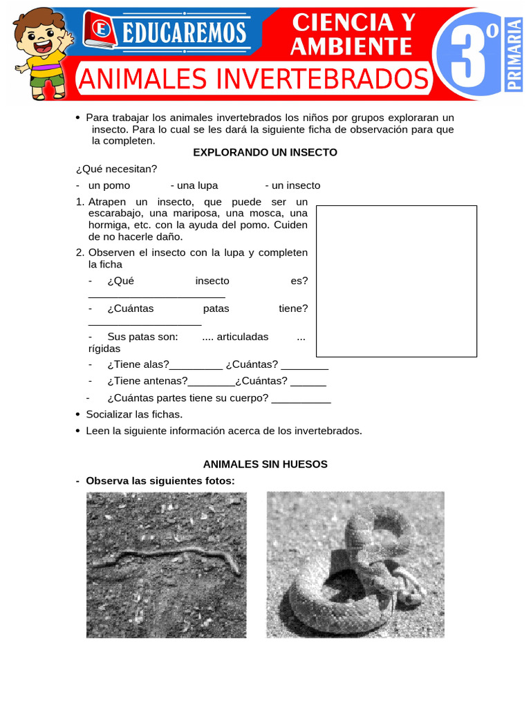 Animales Invertebrados para Tercer Grado de Primaria | PDF | Insectos ...