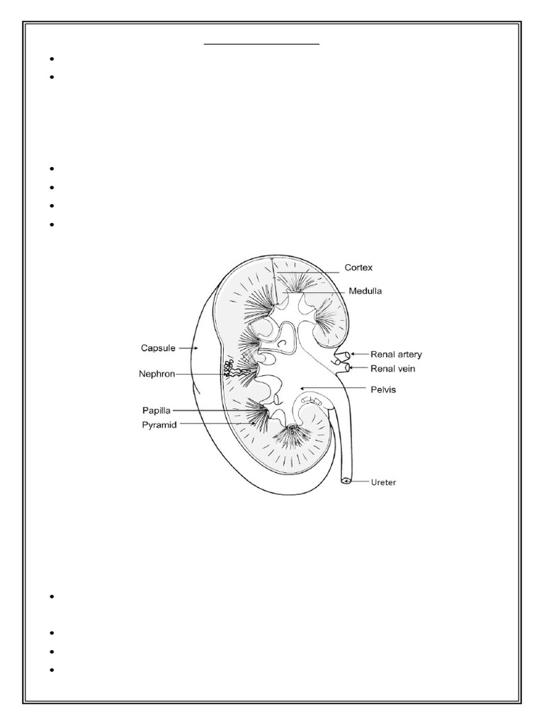Module 4 - Urinary System - Lecture Notes | PDF | Kidney | Angiotensin