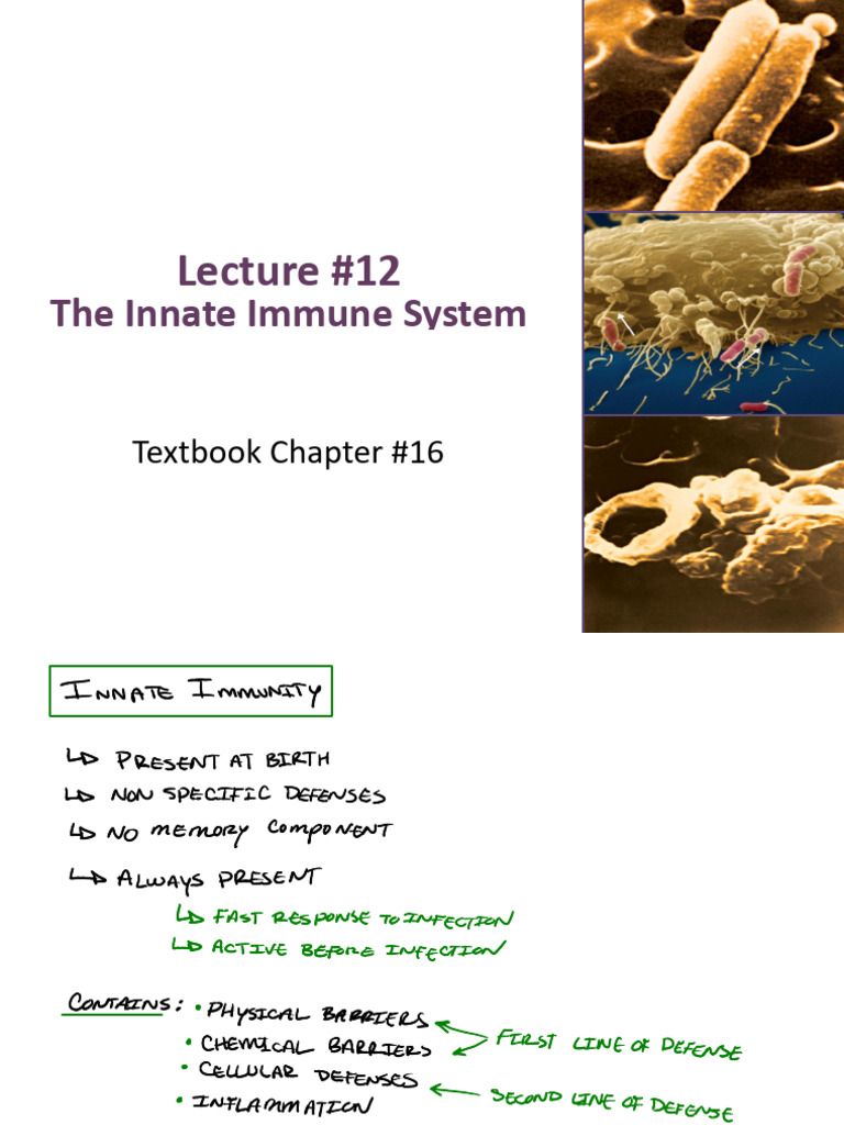 Lecture 12 - The Innate Immune System | PDF