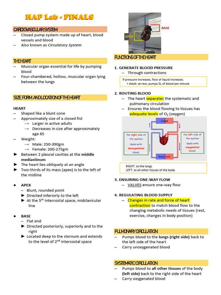 HAP-Lab-Finals_Reviewer | PDF | Heart Valve | Coronary Circulation