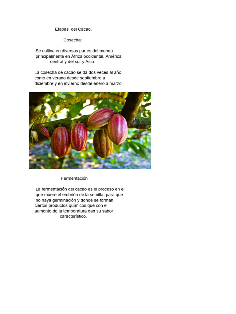 Etapas Del Cacao | PDF