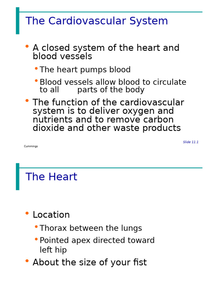 Cardiovascular System | PDF | Heart Valve | Heart
