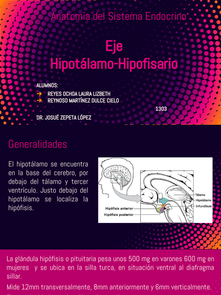 Anatomía y Función del Eje Hipotálamo-Hipófisis | PDF | Glándula ...