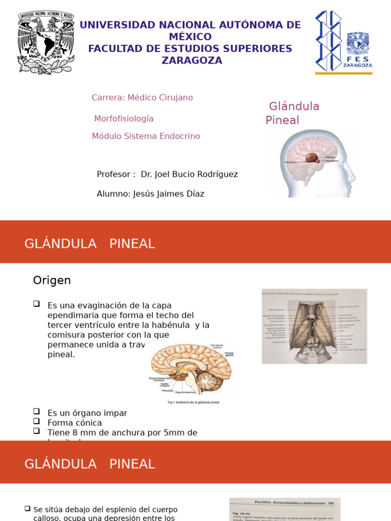 Glándula Pineal | PDF | Anatomía | Fisiología