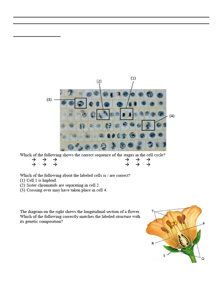 (Ch11-18) 1st Term Bio Revision Exercise | PDF | Chemical Synapse | Endocrine System